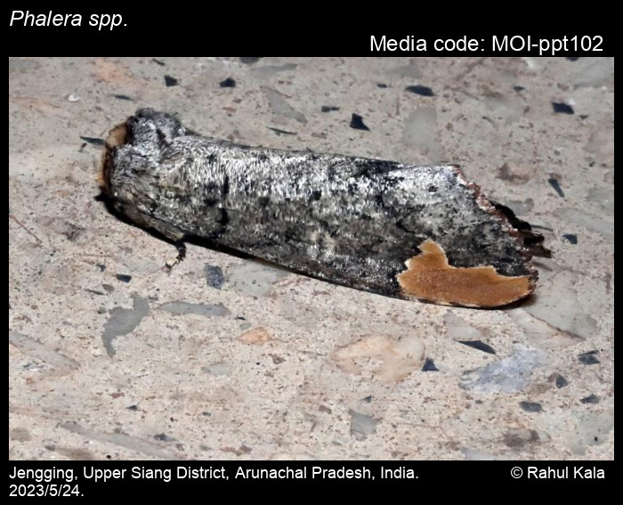 Phalera spp. | Moths